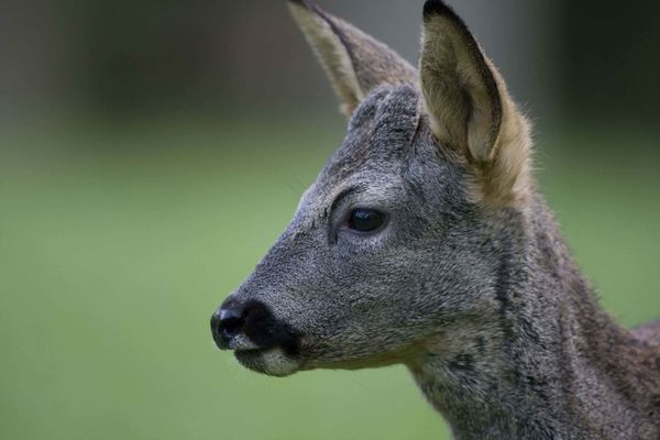 Dans un bois près d'Amiens (chevreuils-brocard, chevrette, chevrillard ...