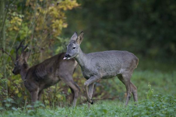 Dans un bois près d'Amiens (chevreuils-brocard, chevrette, chevrillard ...