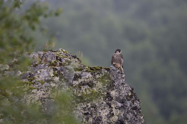 Bétails de min coin