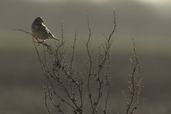 Perdrix grise, ... (Haute-Somme) - Bétails de min coin
