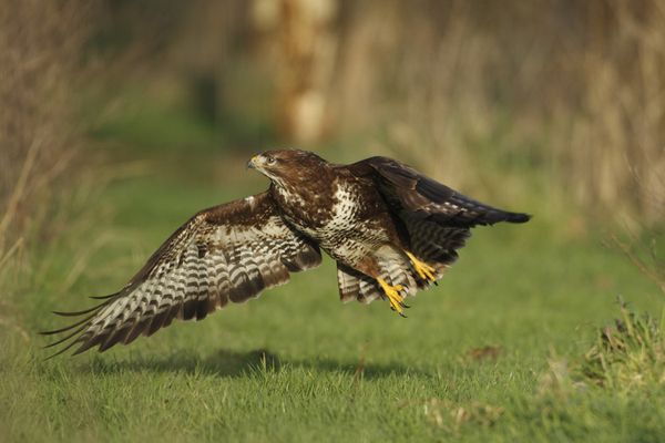 Buse variable (Marquenterre) - Bétails de min coin