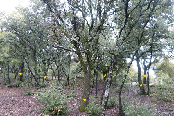 Taillis sous futaie de chêne vert, Prieuré de Ganagobie (04) - Le blog ...