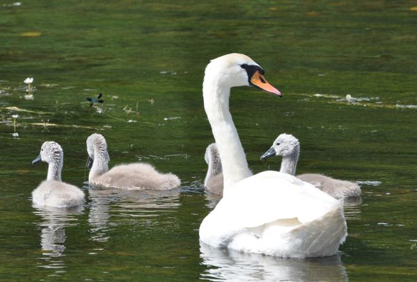 Nohan sur Semoy : vers le Château de Linchamps - Le blog de photos-de ...