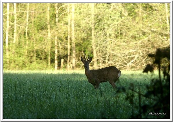 Observer la faune - Le blog de foretmagique.over-blog.com
