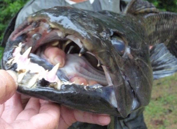 Asus Mzn - Mx Se Manual : Free Programs, Utilities and Apps - mubackuper