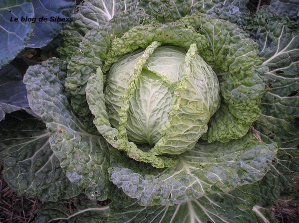Le chou - Le blog de Sibex........ potager bio