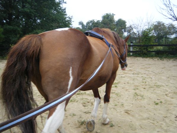 Séance aux longues-rênes.... - Equitation monte en amazone
