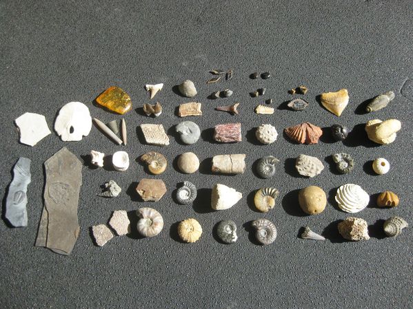 COLLECTION DE MINI FOSSILES - Fossil's hut : Fossiles et Minéraux du Monde