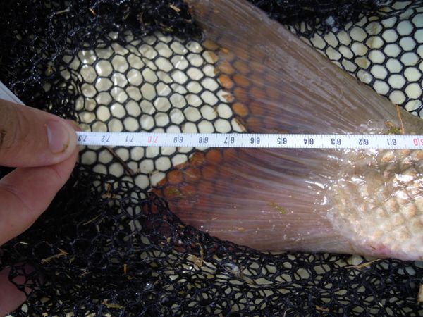 "VX 50"/Ecogear (10g-5cm): Top Blade ! - CARN'AS