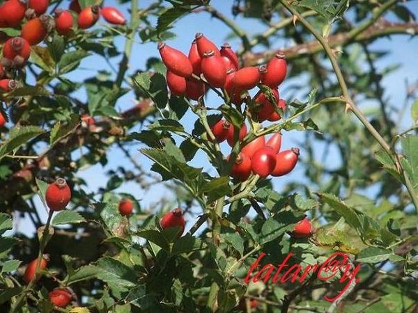 Cynorhodon . - Le blog de bricabrocamoi