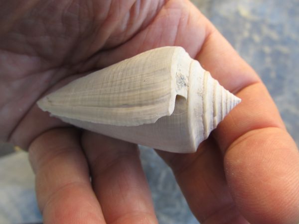 CONUS : CONUS ADVERSARIUS - Le blog de PALEONTOFILS