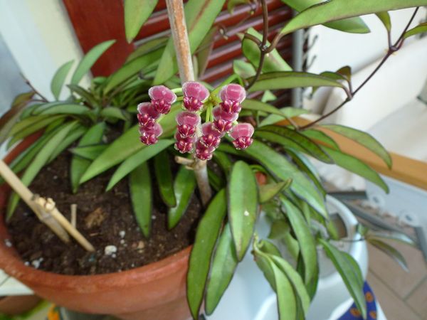 HOYA KENTIANA OU HOYA WAYETTI - Le Nectar des Hoyas et la floraison du ...