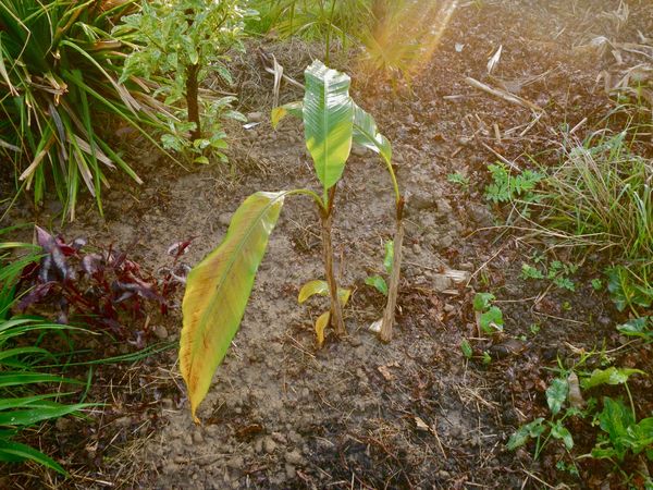 Musa et Musella, et Canna (Cannaceae) - Le blog des plantes exotiques ...
