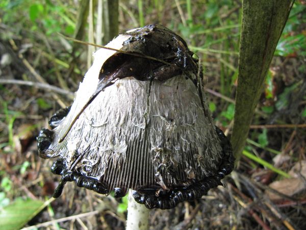 Coprin chevelu ( Coprinus comatus) - La nature en Lorraine au fil des ...