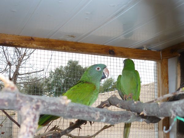 ARATINGA ACUTICAUDATA - Le blog de fidji-pyrrhura-molinae