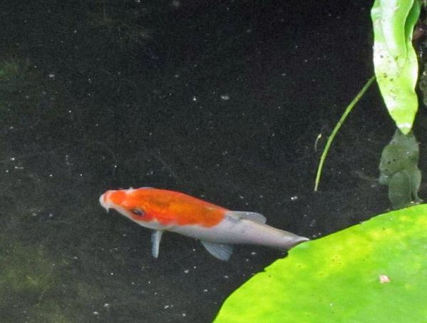 Le nénuphar du bassin - Le vieux clos