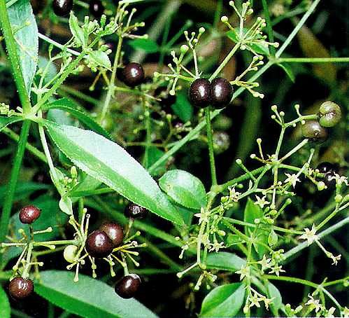 Le kermès et la garance - Nadine de Trans en Provence