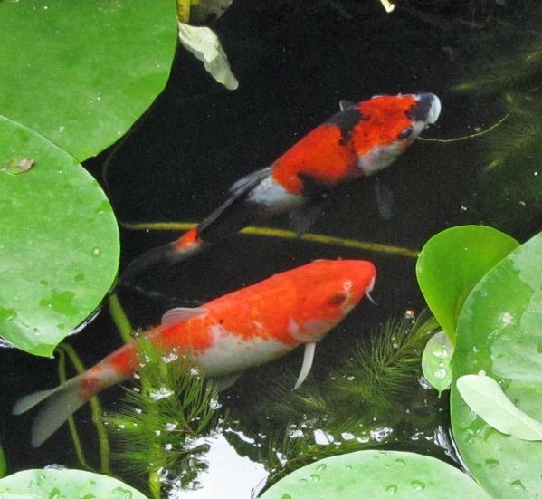 Le nénuphar du bassin - Le vieux clos